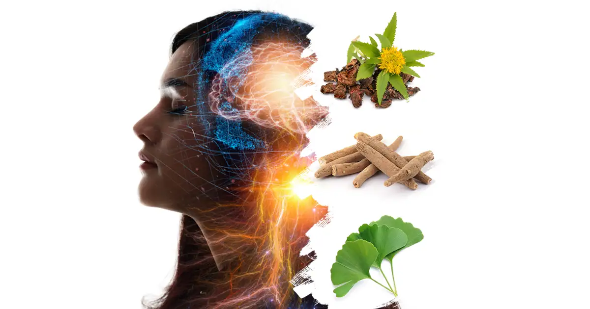 5 herbes nootropiques puissantes pour booster la mémoire et la ...