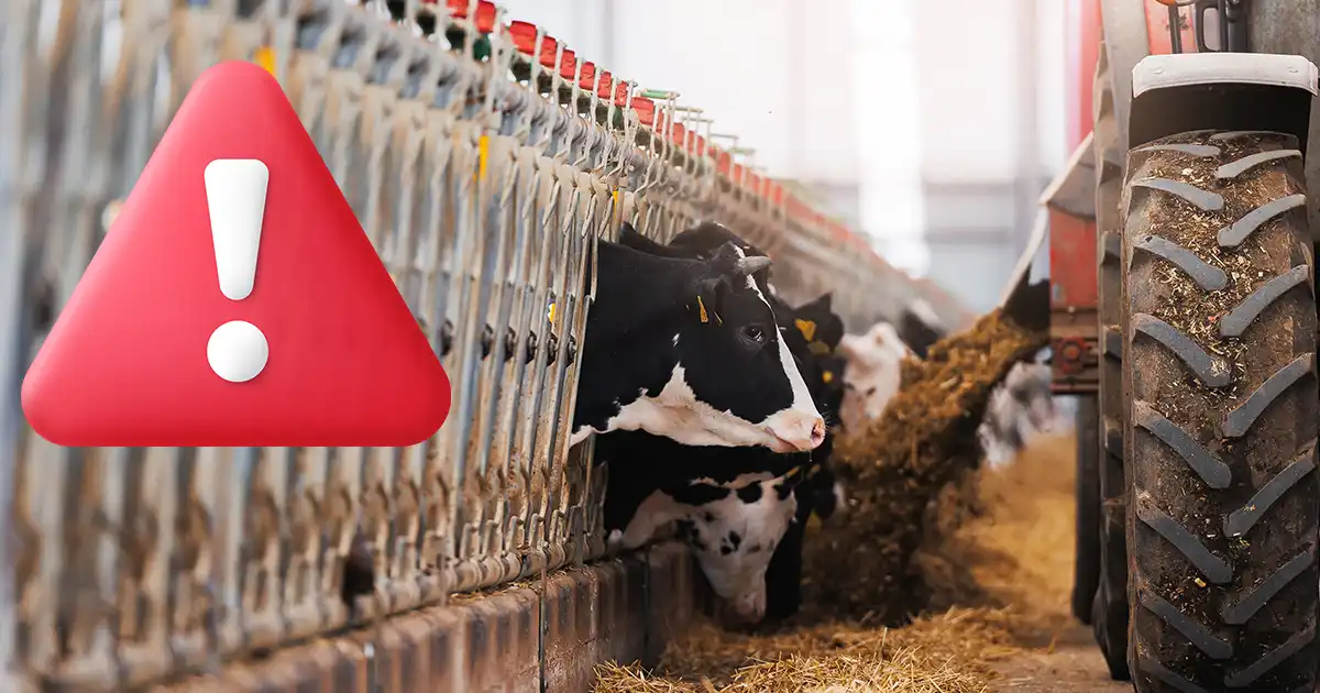 Effets de Bovaer sur les humains